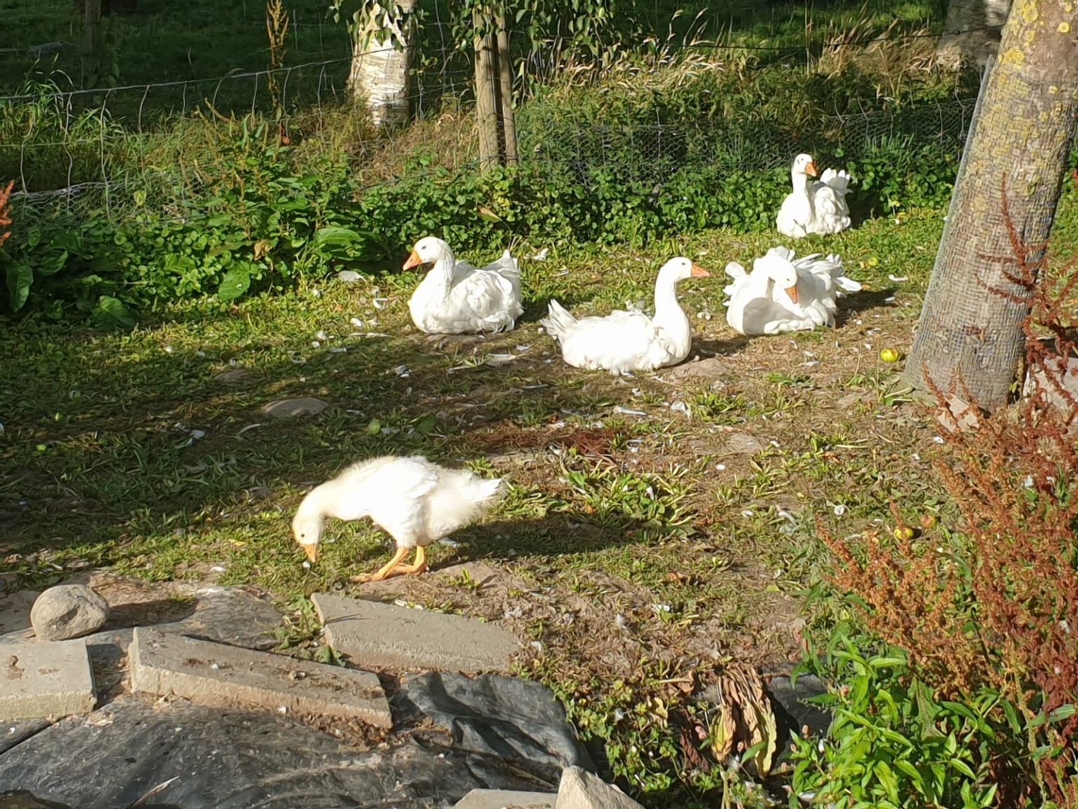 Im Tierpark gedeiht der Nachwuchs – Werdumer Blatt